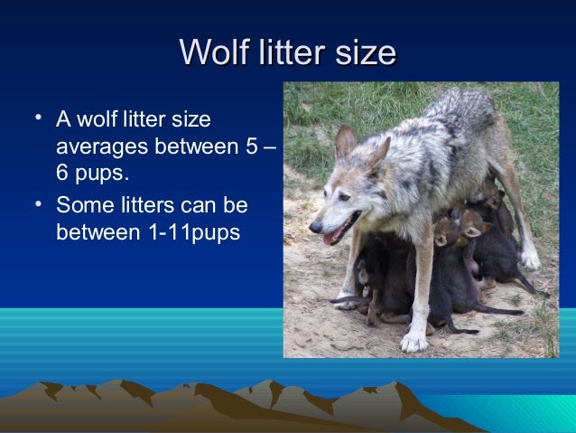 Wolf Species Alphawolves