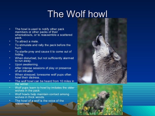 The Life Of wolves and some facts about Them