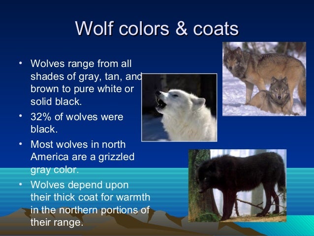 The Life Of wolves and some facts about Them