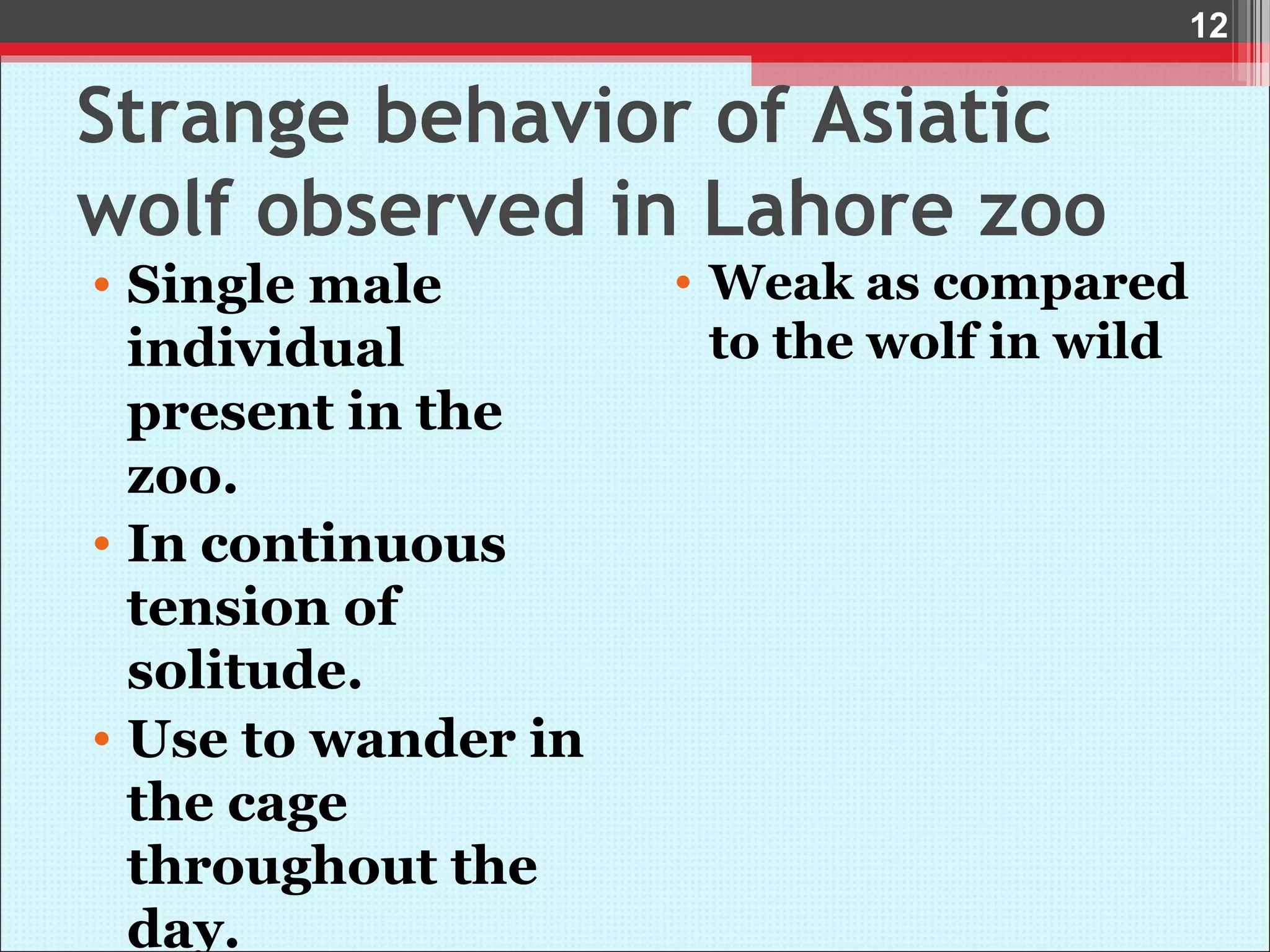 Asiatic Wolf presentation | PPT