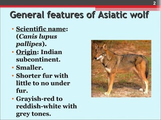 Asiatic Wolf presentation | PPT