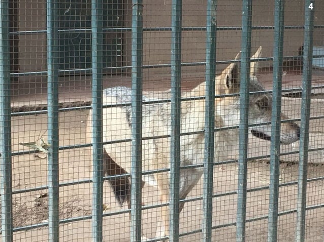 Asiatic Wolf presentation | PPT