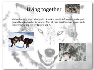Ashleigh's Wolf project | PPT