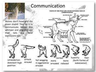 Ashleigh's Wolf project | PPT