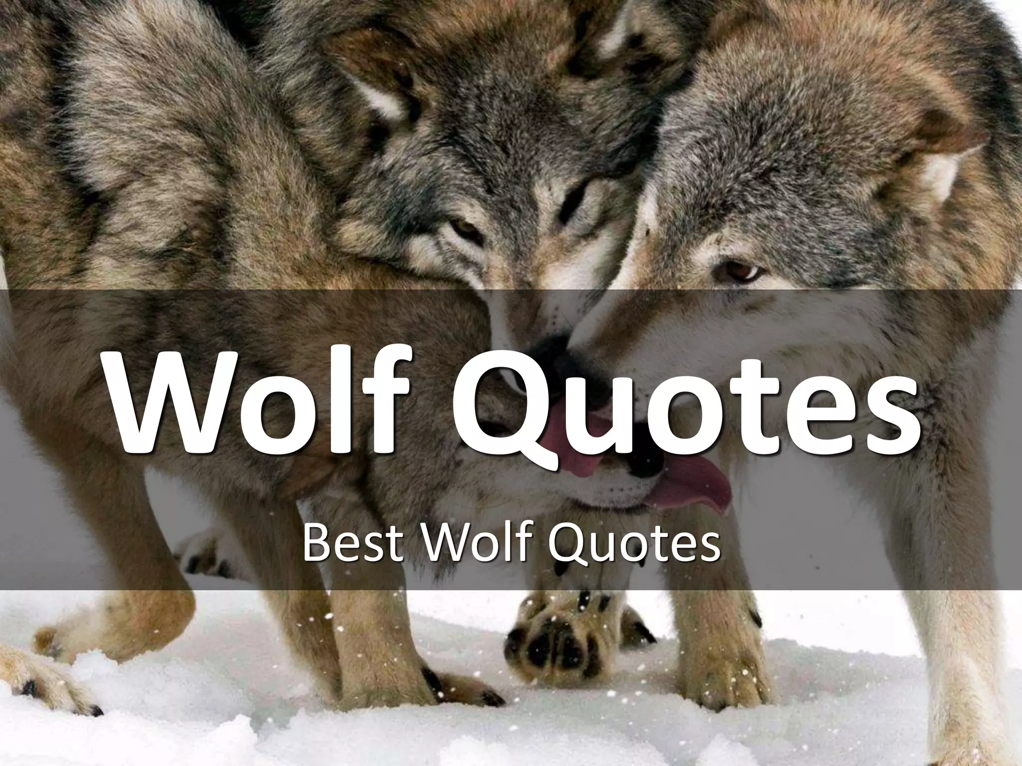 Wolf Quotes | PPTX