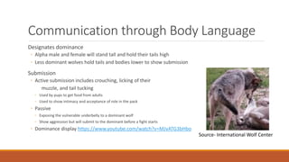 Wolf social grouping and communication Vertebrate Zoology Spring 2018 | PPT