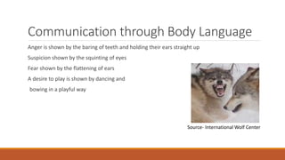 Wolf social grouping and communication Vertebrate Zoology Spring 2018 | PPT