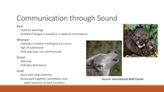 Wolf social grouping and communication Vertebrate Zoology Spring 2018 | PPT
