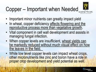Keys to Successful Wheat Production | PPTX