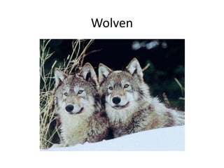 Wolven | PPTX