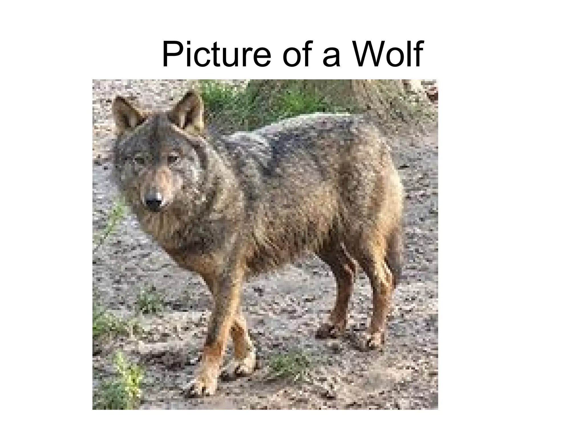 Wolves | PPT