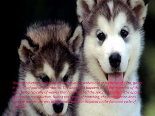 Wolves | PPT