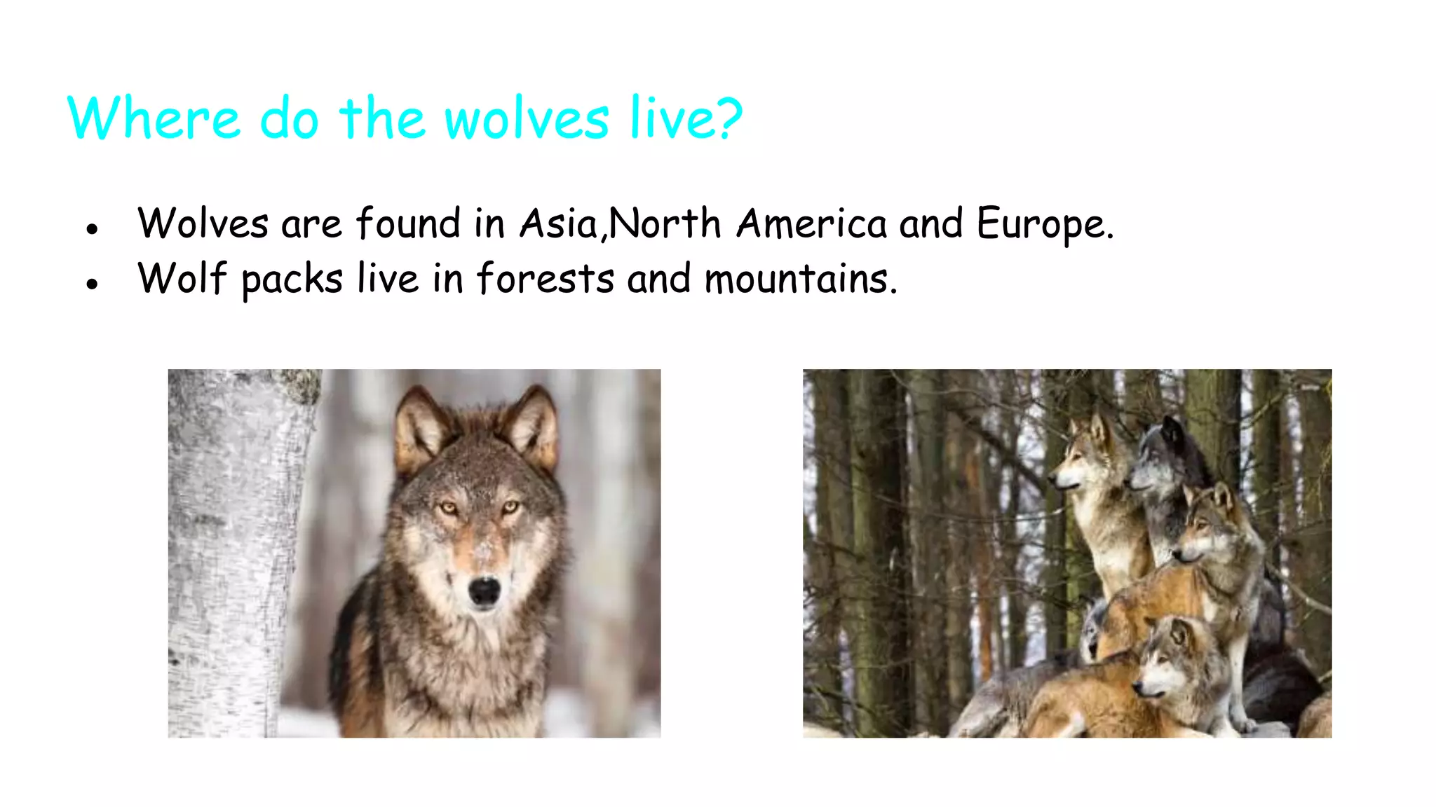 Wolves | PPT