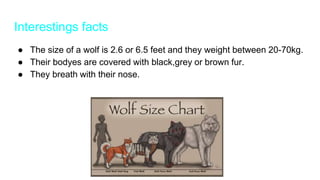 Wolves | PPT