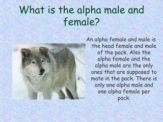 Alpha Female Wolf Pack