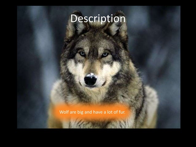 Wolves stanley | PPT