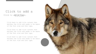 Wolves-Template-slidesppt.net_.pptx Loupd | PPTX