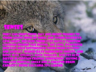 Wolves by Mori P | PPT