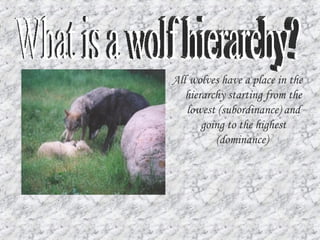 Wolves | PPT