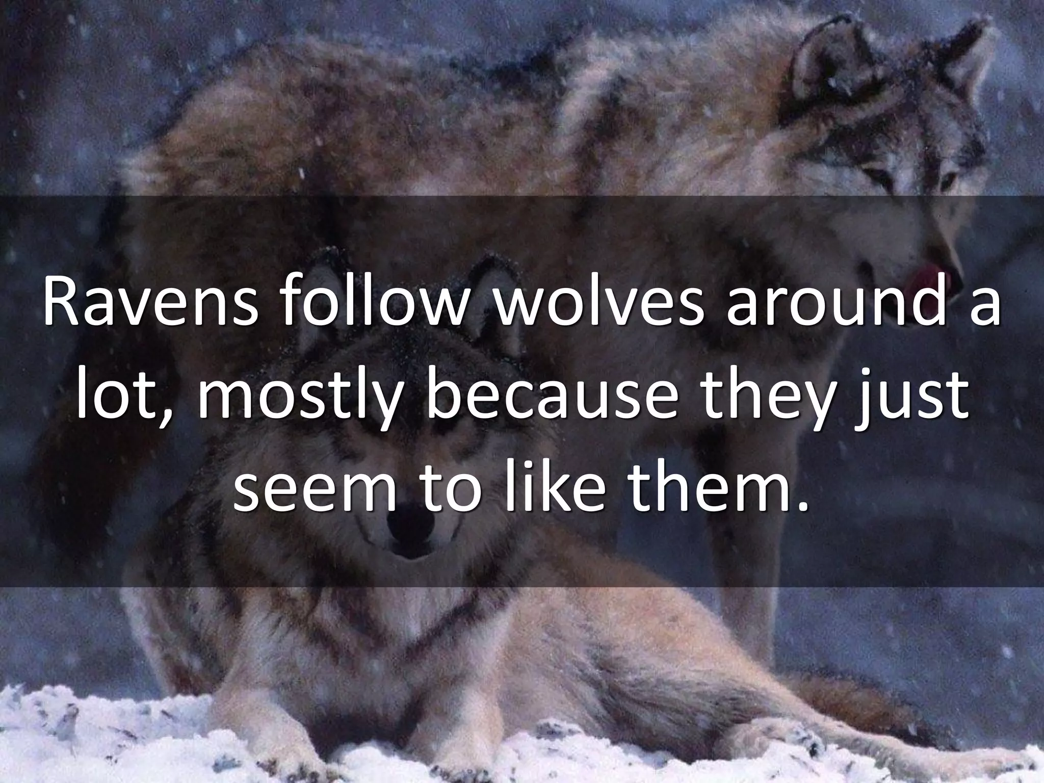 Wolves and Ravens | PPTX