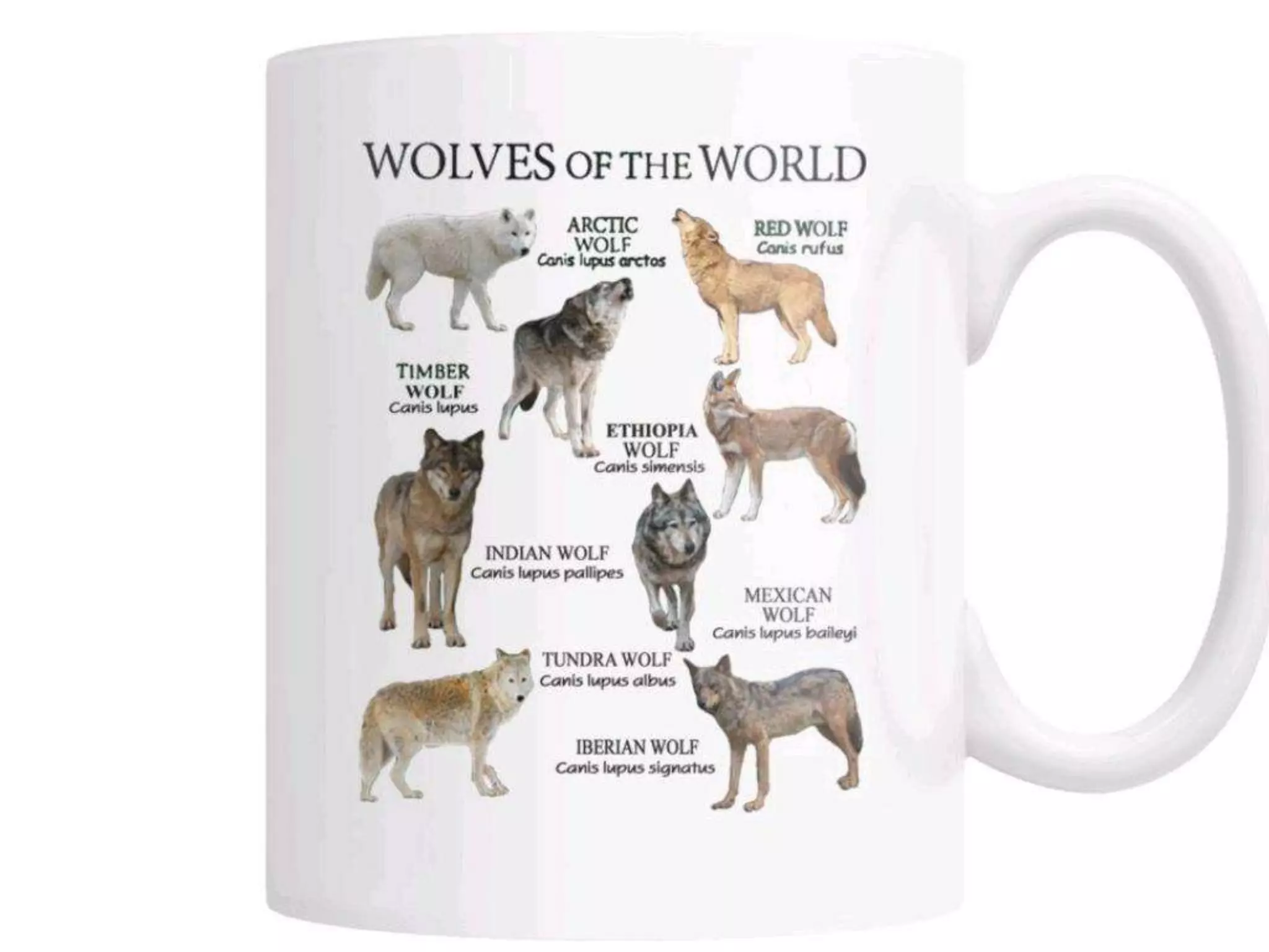 Wolves and Ravens | PPTX