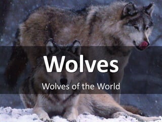 Wolves of the World | PPT