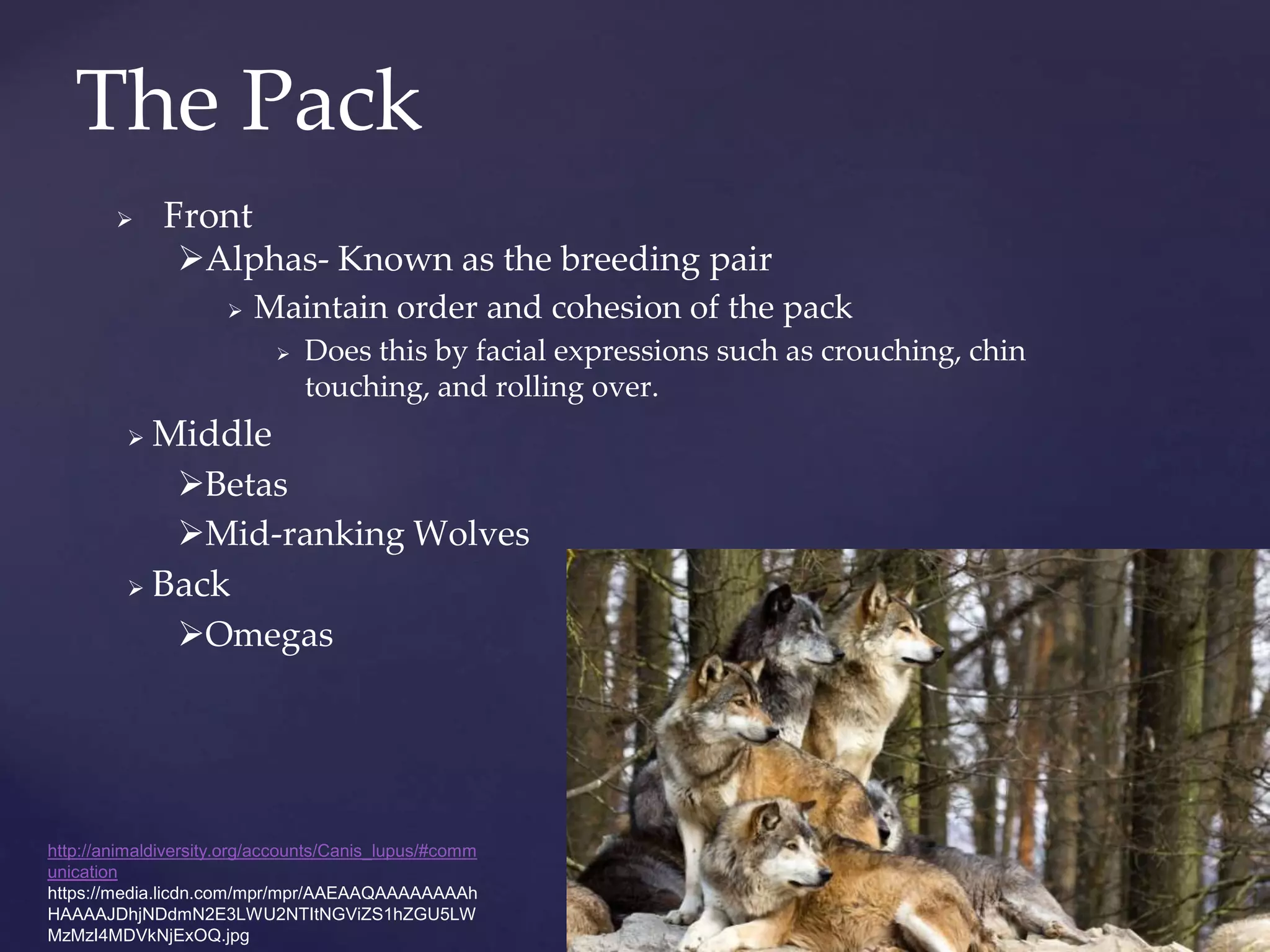 Wolves presentation.pptx