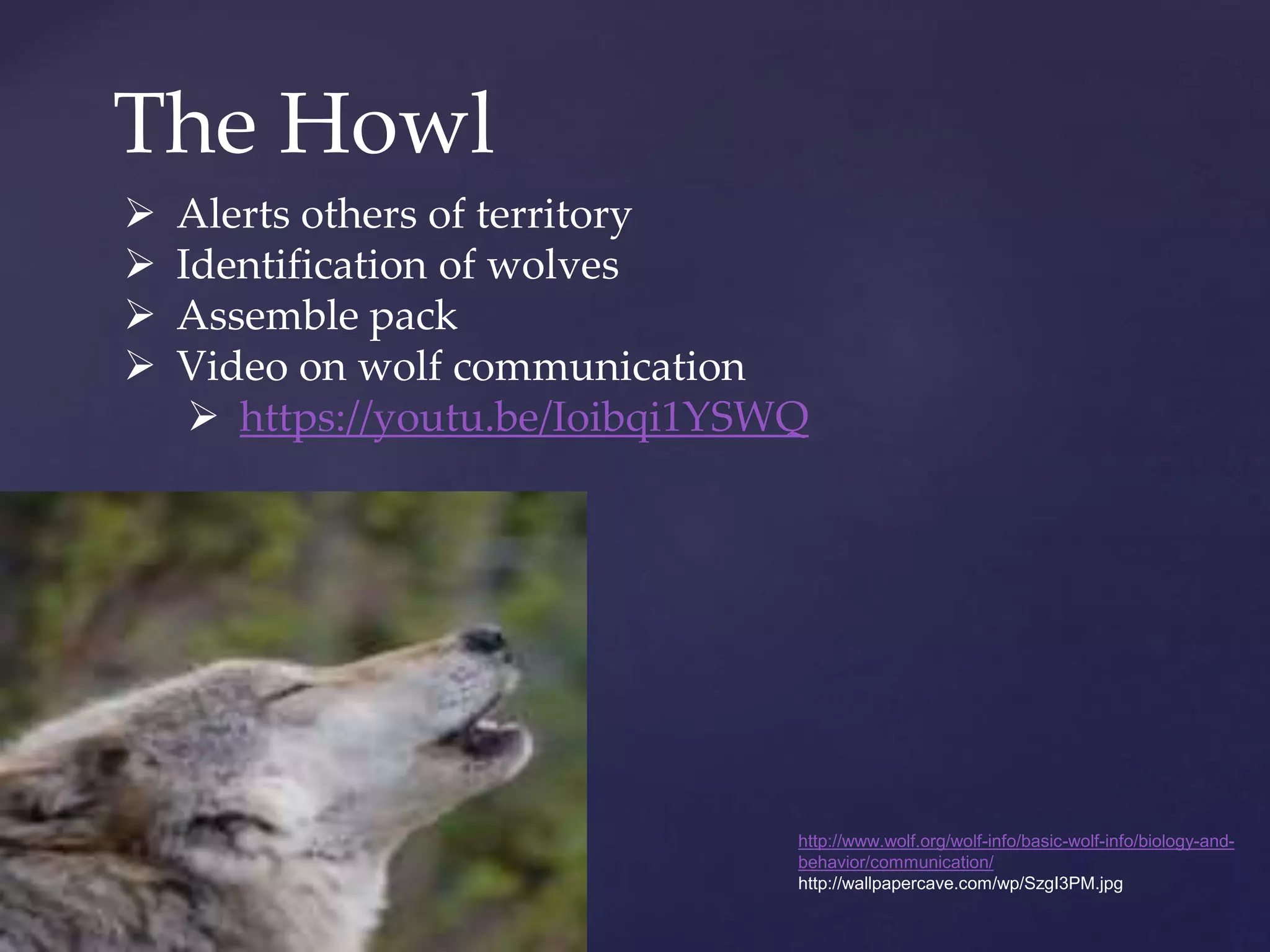 Wolves presentation.pptx