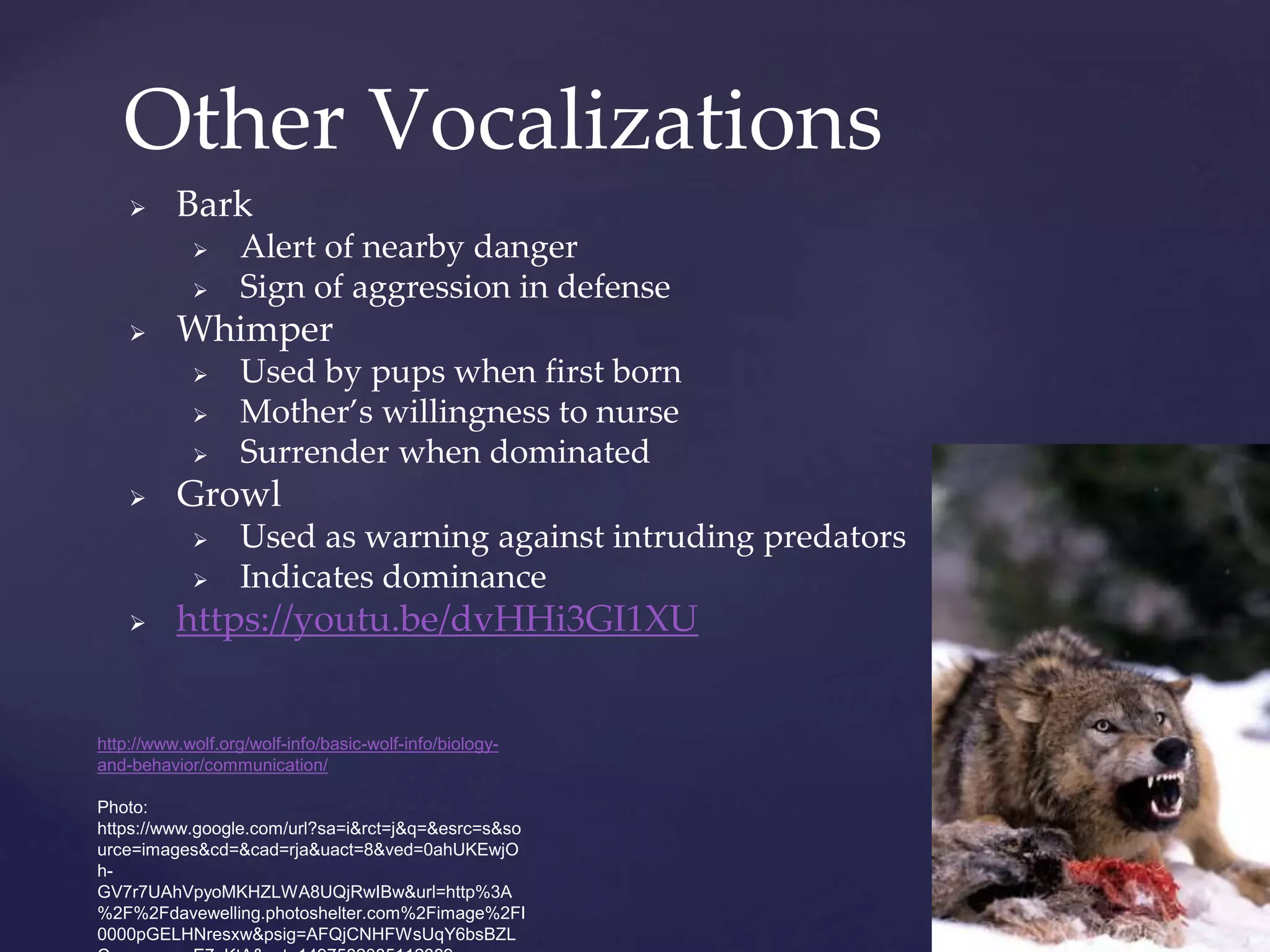 Wolves presentation.pptx