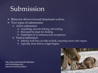 Wolves presentation.pptx