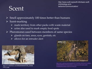 Wolves presentation.pptx