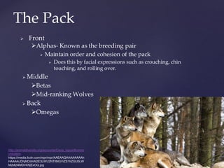 Wolves presentation.pptx
