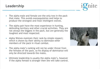 Learning with wolves | PPTX