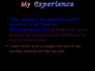 Wolves Vs Cougars | PPT