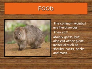Wombat | PPTX