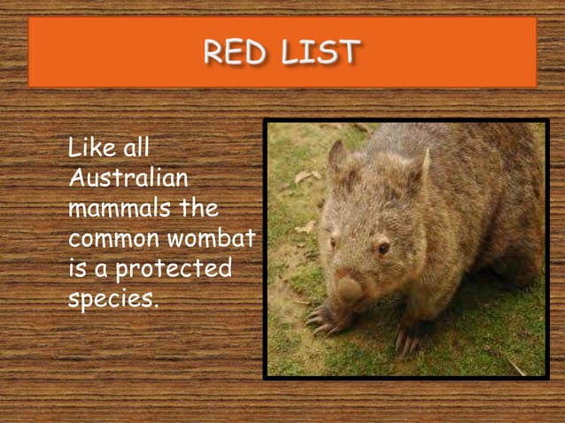Wombat | PPT
