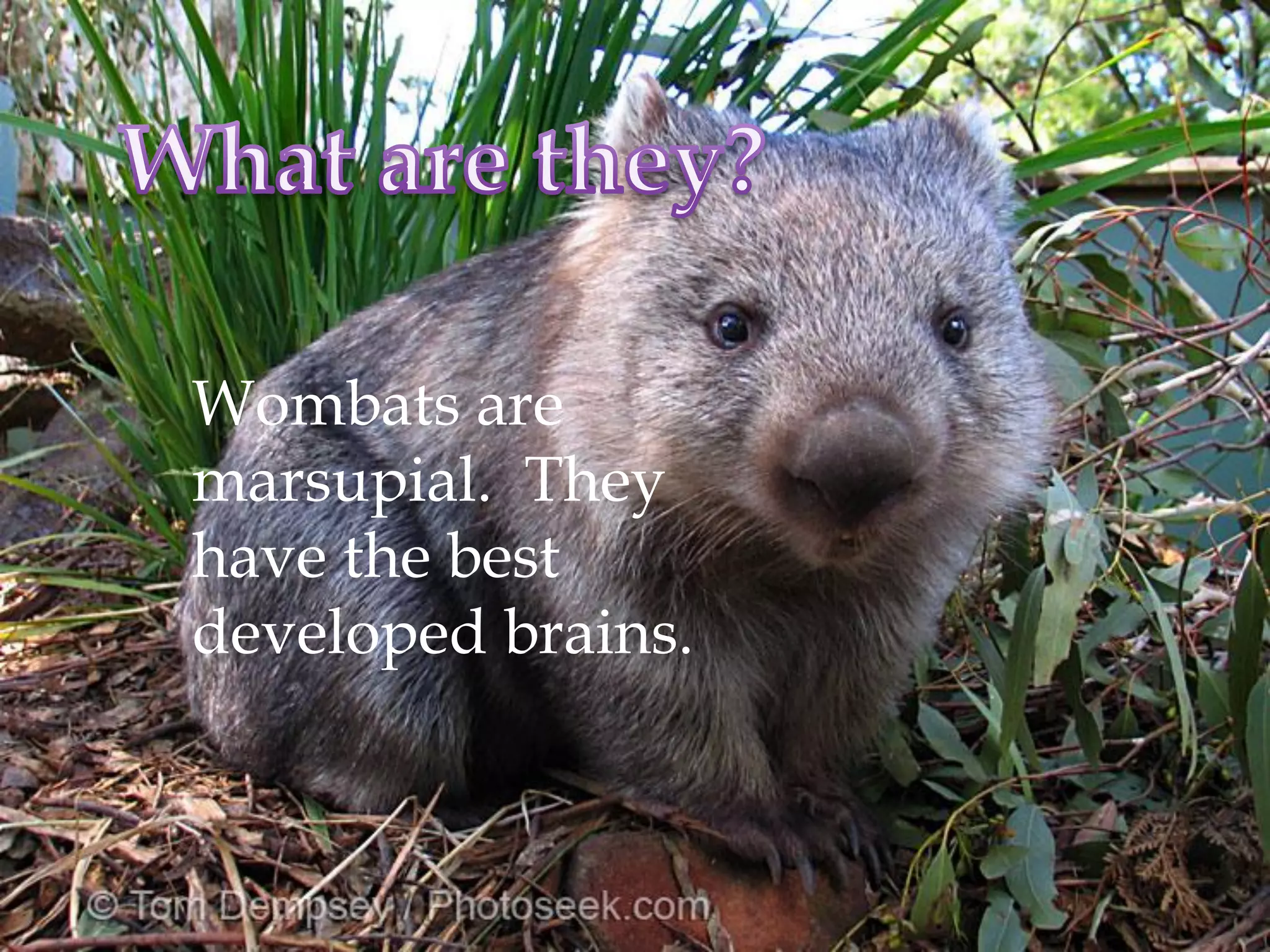 Wombat | PDF