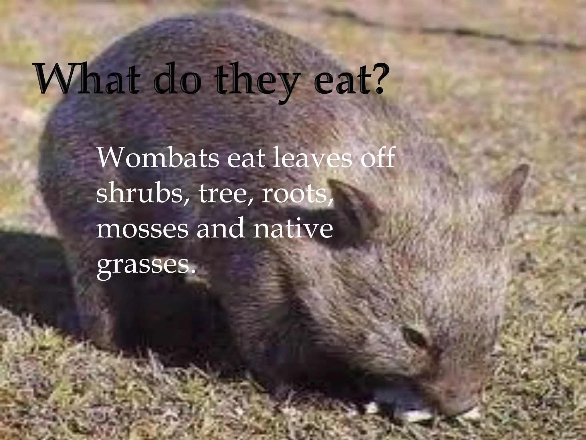 Wombat | PDF