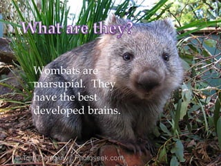 Wombat | PDF