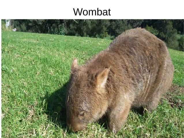 Wombat | PPT