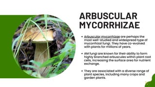 Unraveling the Mysteries of Arbuscular Mycorrhizae | PDF