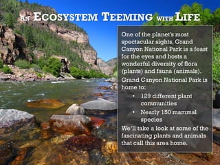 Wonders of the Southwest: Plants & Wildlife in Grand Canyon National ...