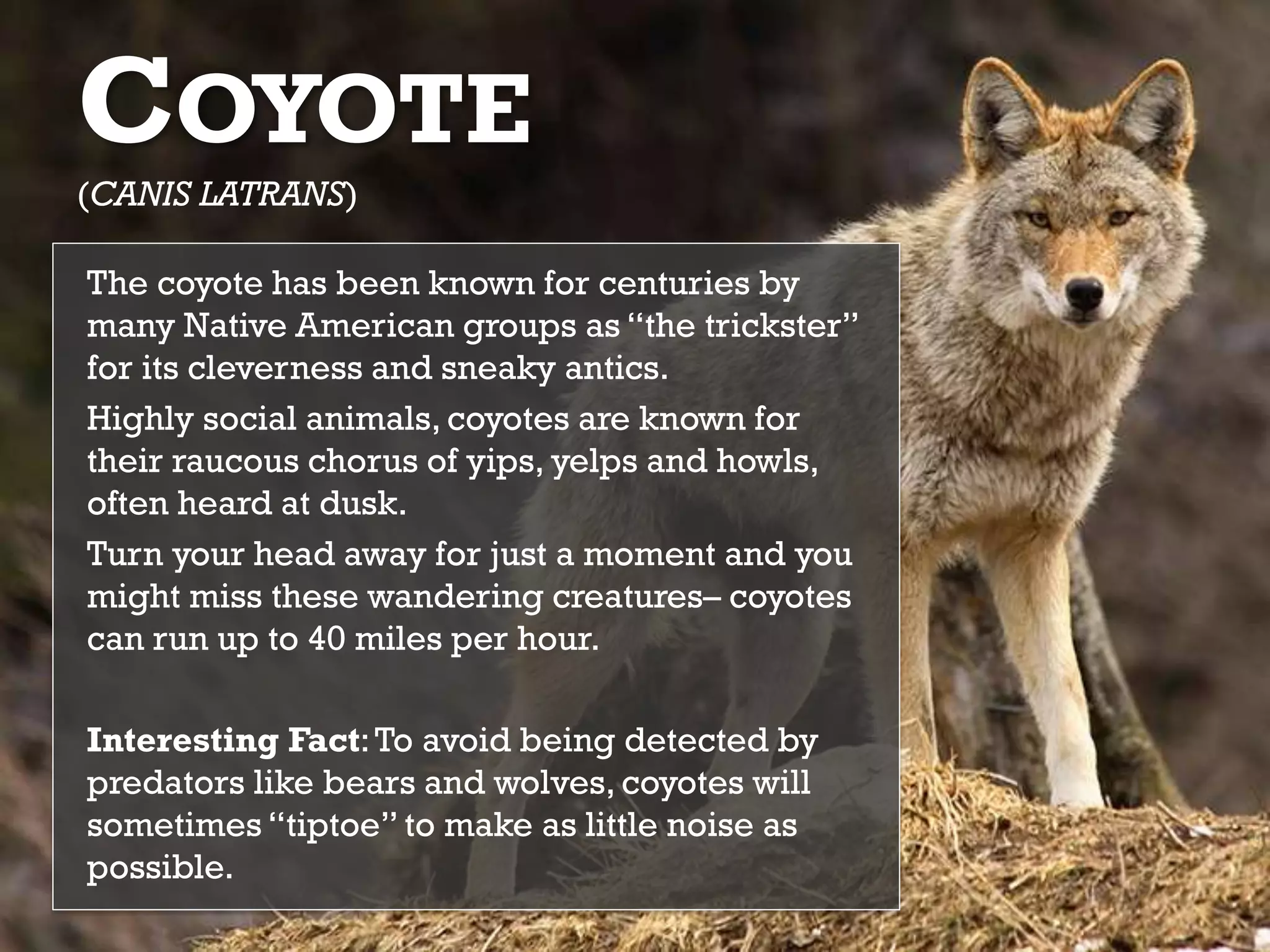 Wonders of the southwest plants wildlife in grand canyon national park ...