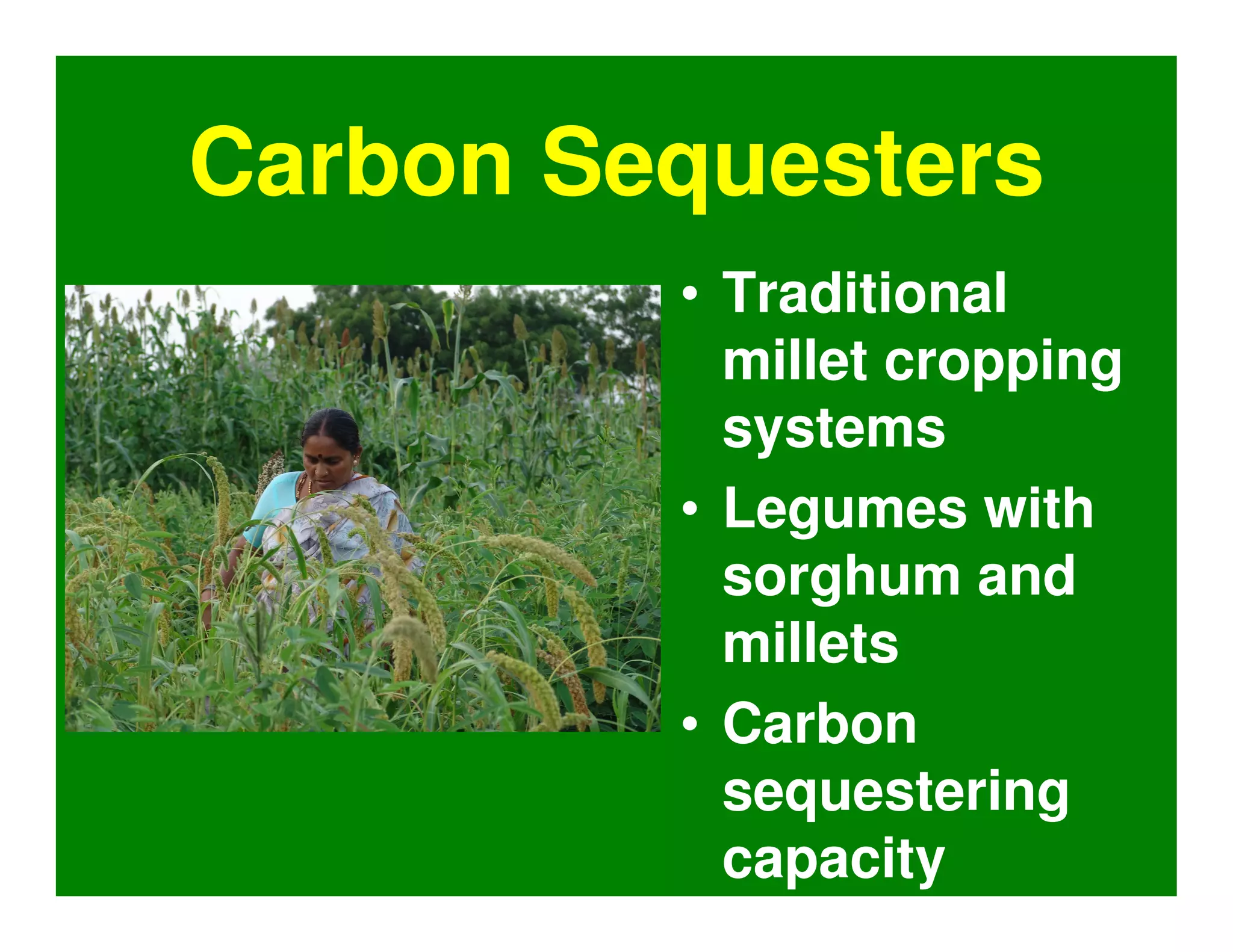 Wonder World Of Millets | PDF