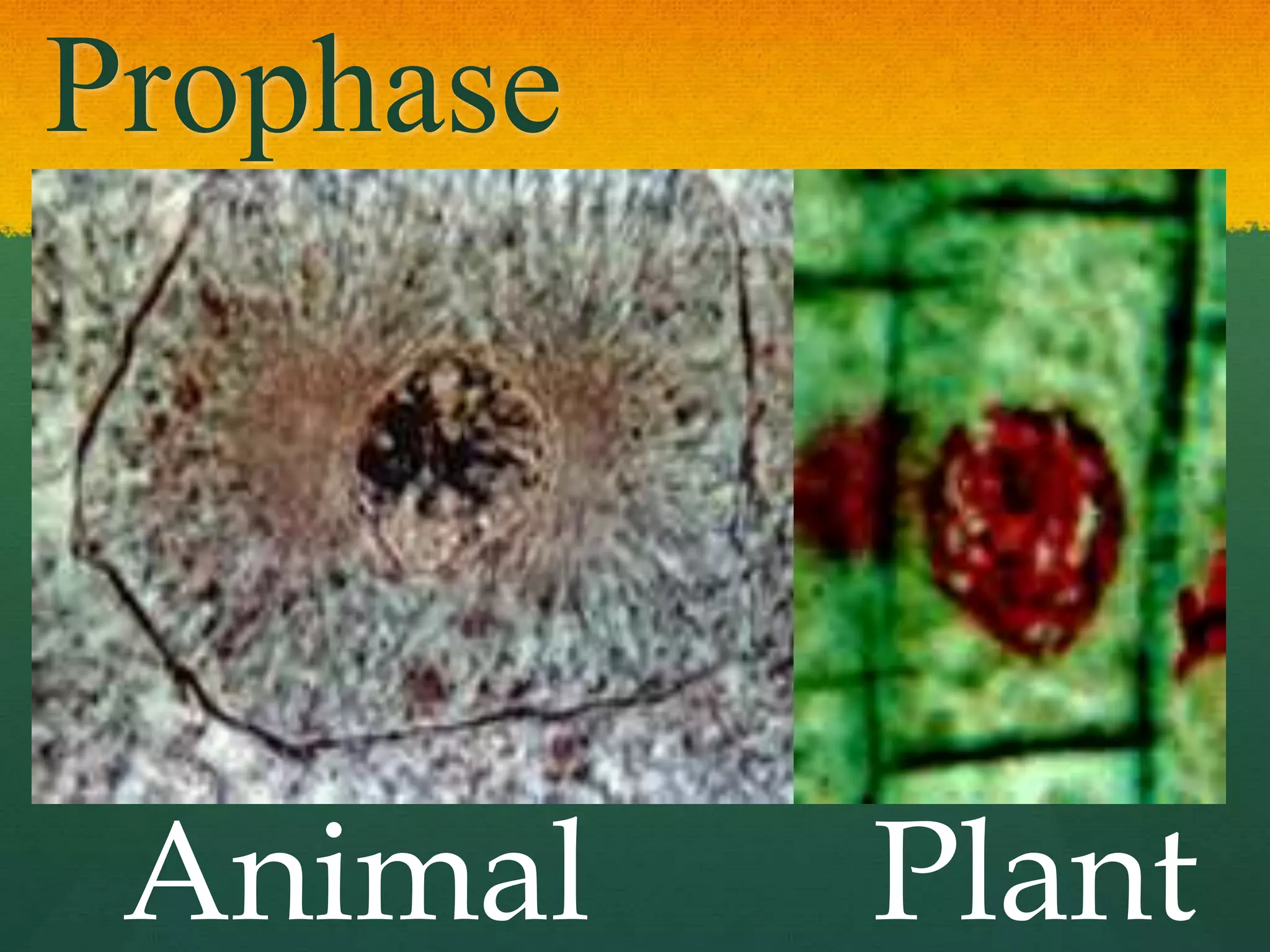 Wong. LP 6 Animal vs. Plant MItosis | PPTX