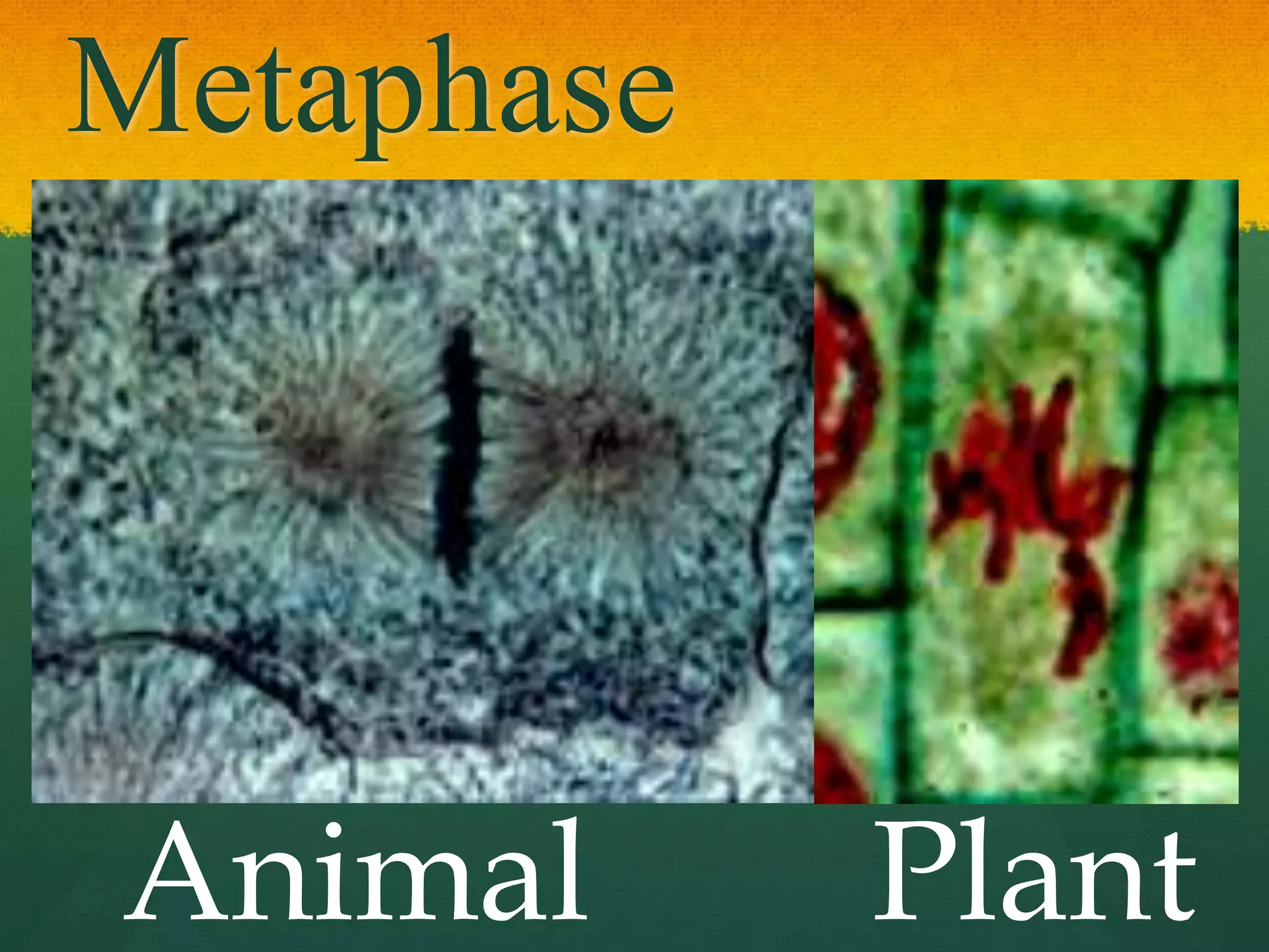 Wong. LP 6 Animal vs. Plant MItosis | PPTX