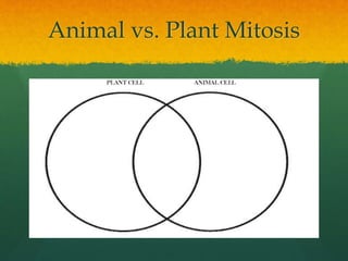 Wong. LP 6 Animal vs. Plant MItosis | PPTX