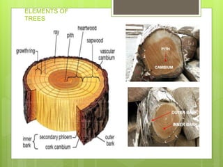 Specifications of Wood | PPTX