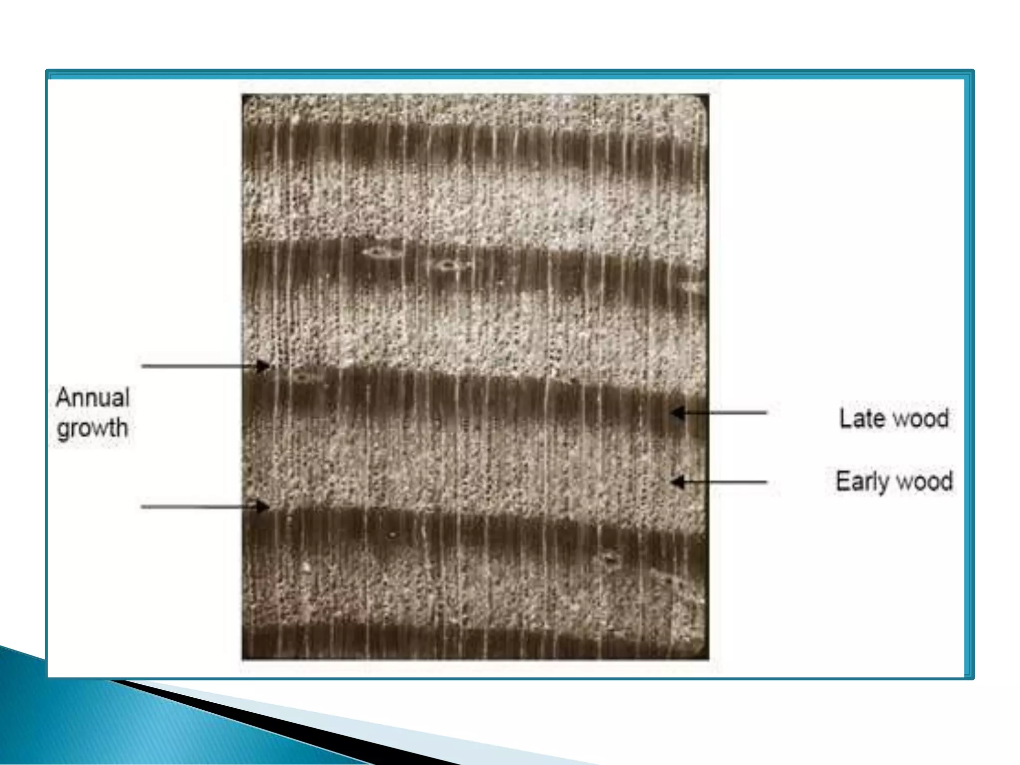 Wood-Types, properties & Importance | PDF