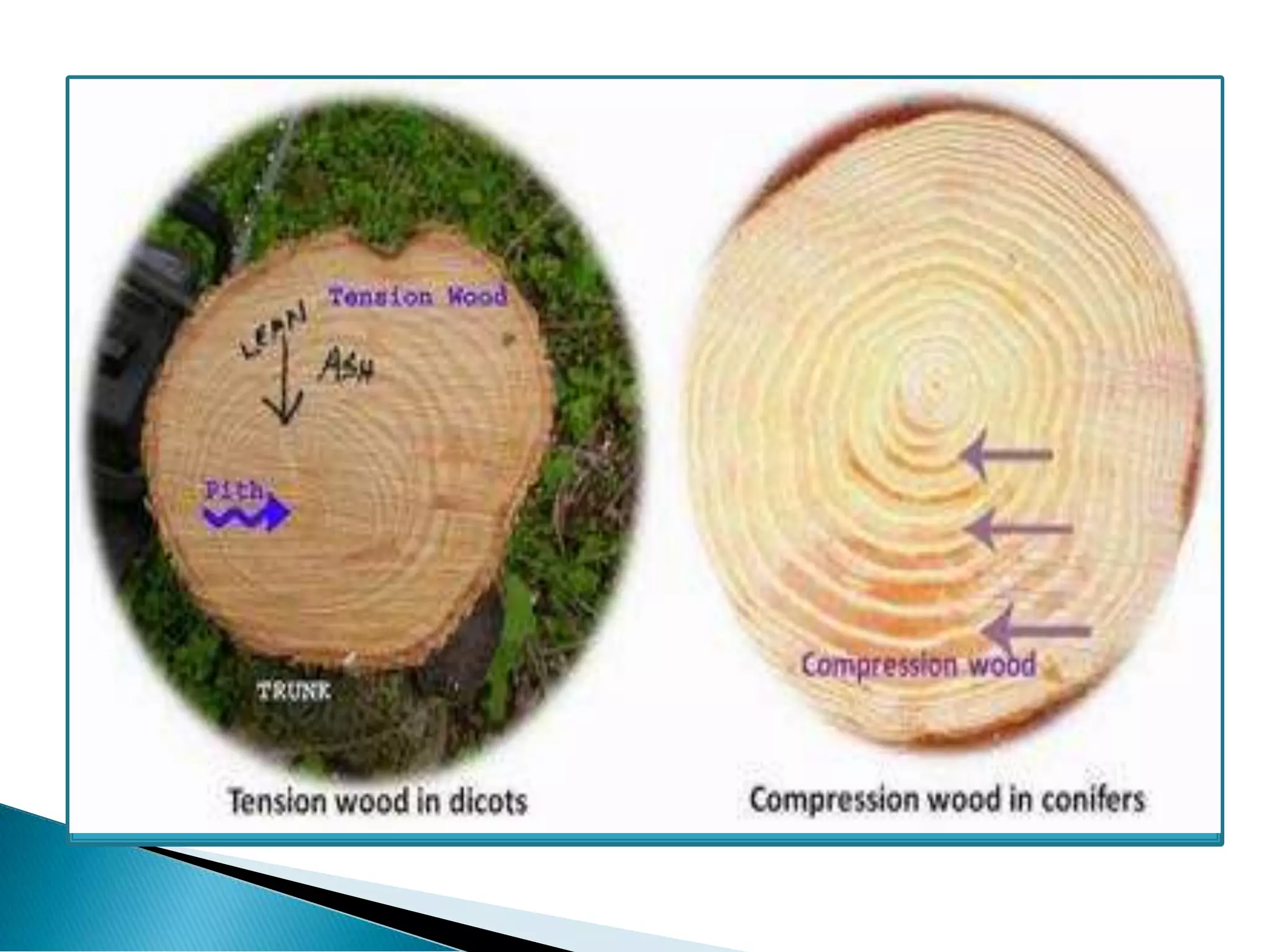 Wood-Types, properties & Importance | PDF